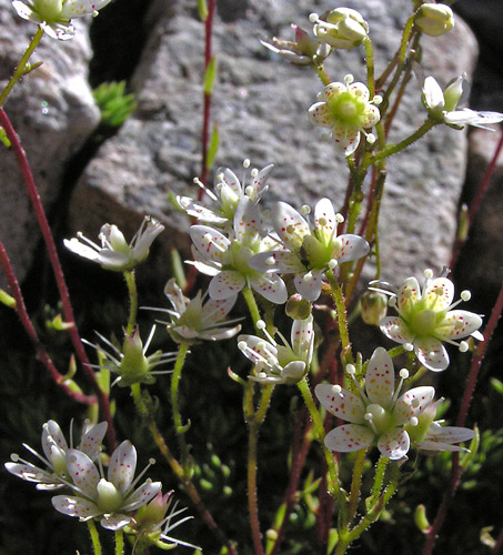 Natural History of PWS AK: Yellow Spotted Saxifrage